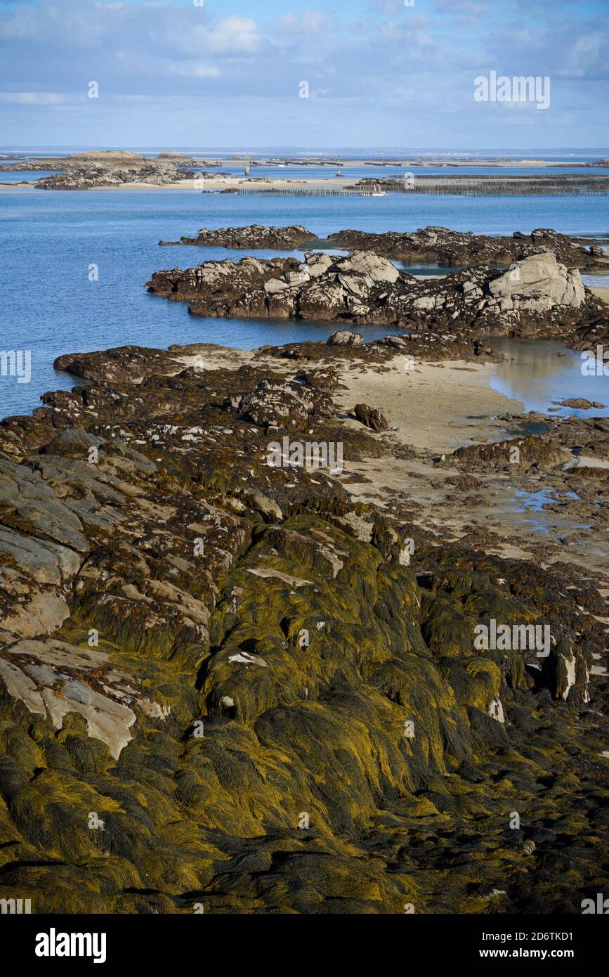 Chausey Islands (Normandy, north-western France): landscape of the ...