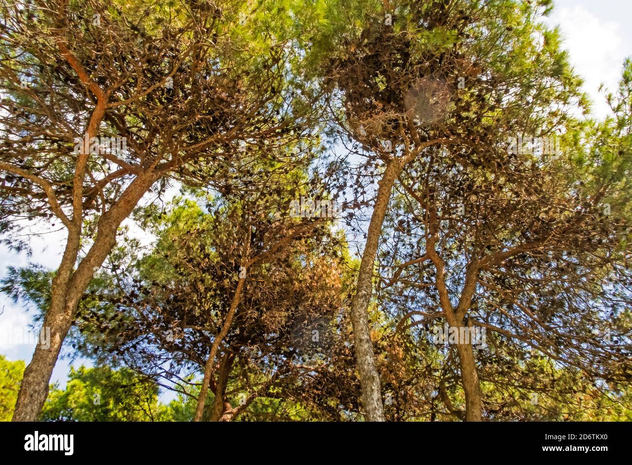 the most basic oxygen source trees Stock Photo - Alamy