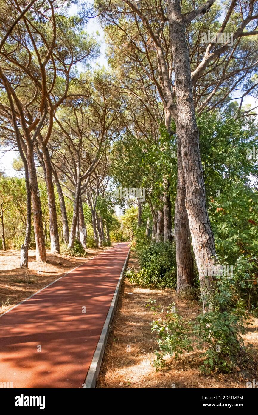 the most basic oxygen source trees Stock Photo - Alamy