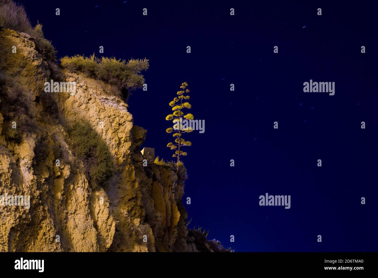 Agave inflorescence on the edge of the hill against the night sky Stock ...