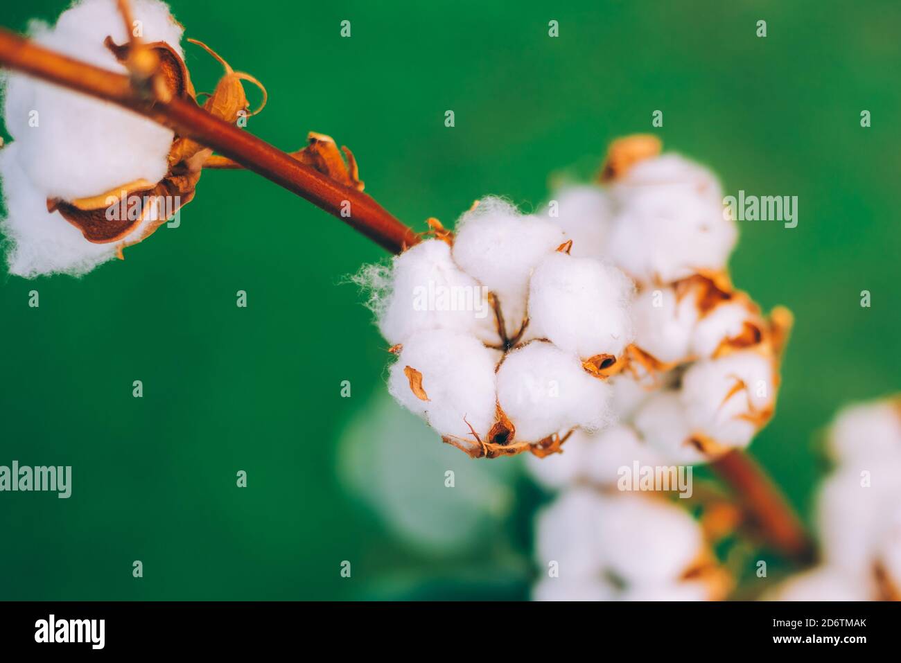A close up photo of fluffy cotton ready for picking Stock Photo - Alamy