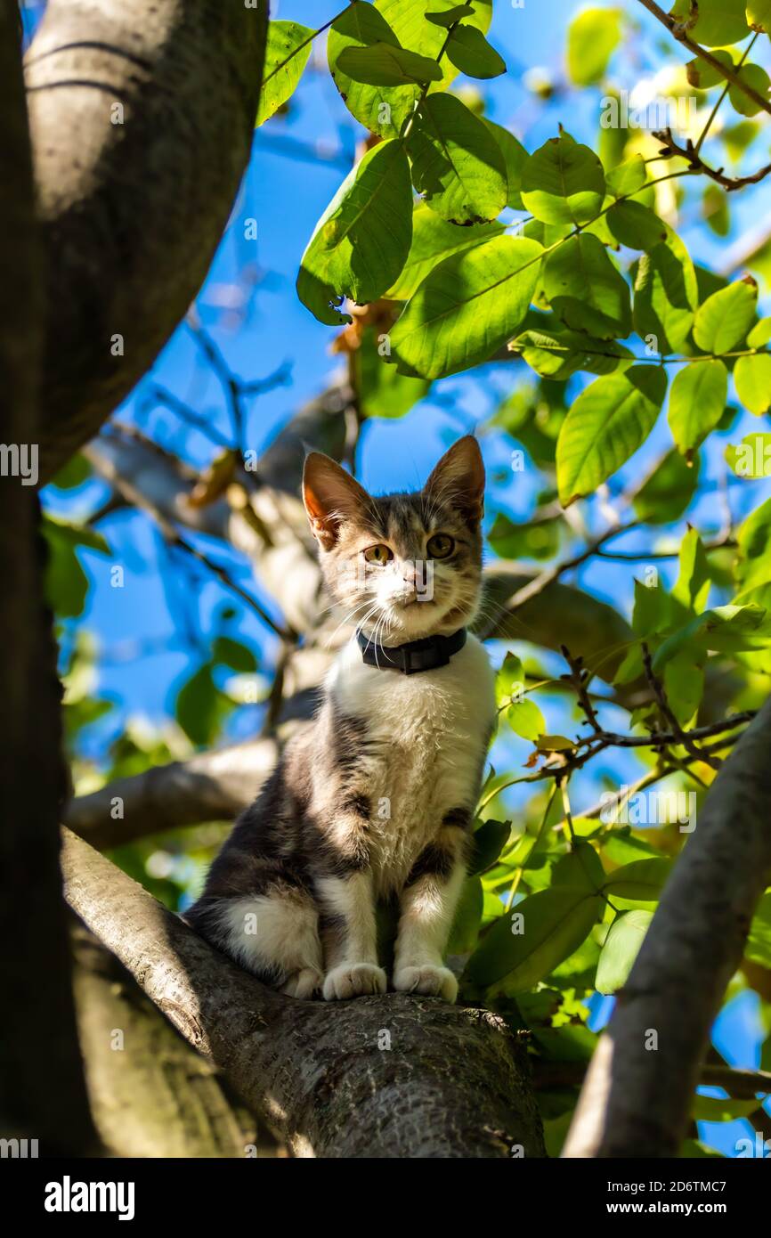 A cat on a tree looking down Stock Photo - Alamy