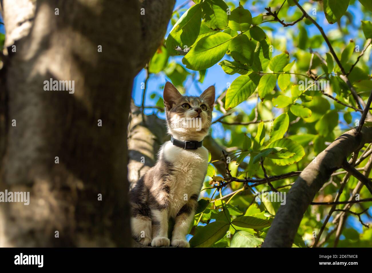 A cat on a tree looking down Stock Photo - Alamy