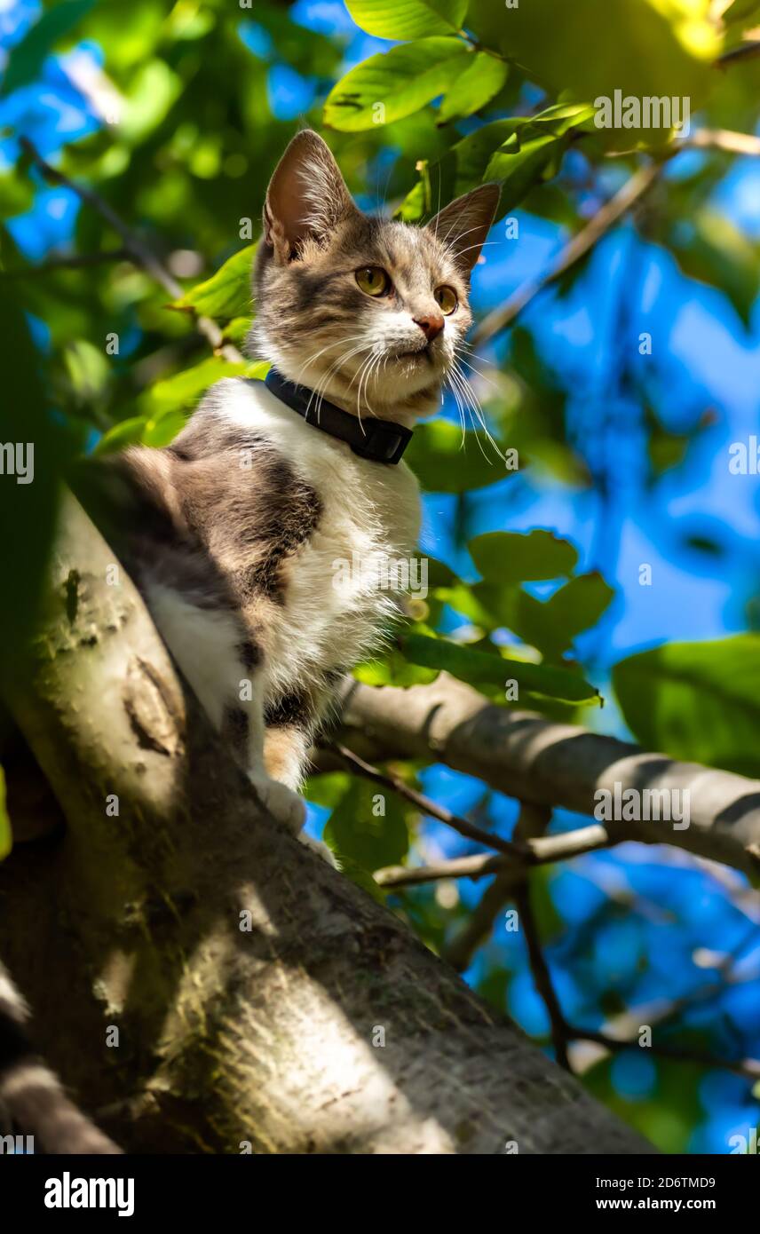 A cat on a tree looking down Stock Photo - Alamy