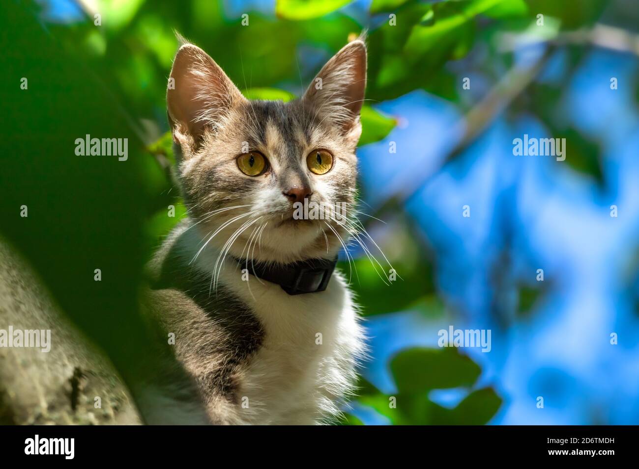 A cat on a tree looking down Stock Photo - Alamy