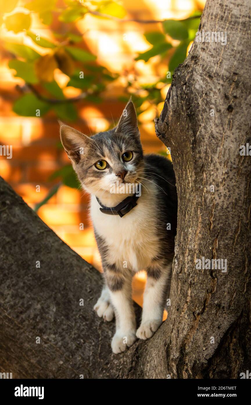 A cat on a tree looking down Stock Photo - Alamy