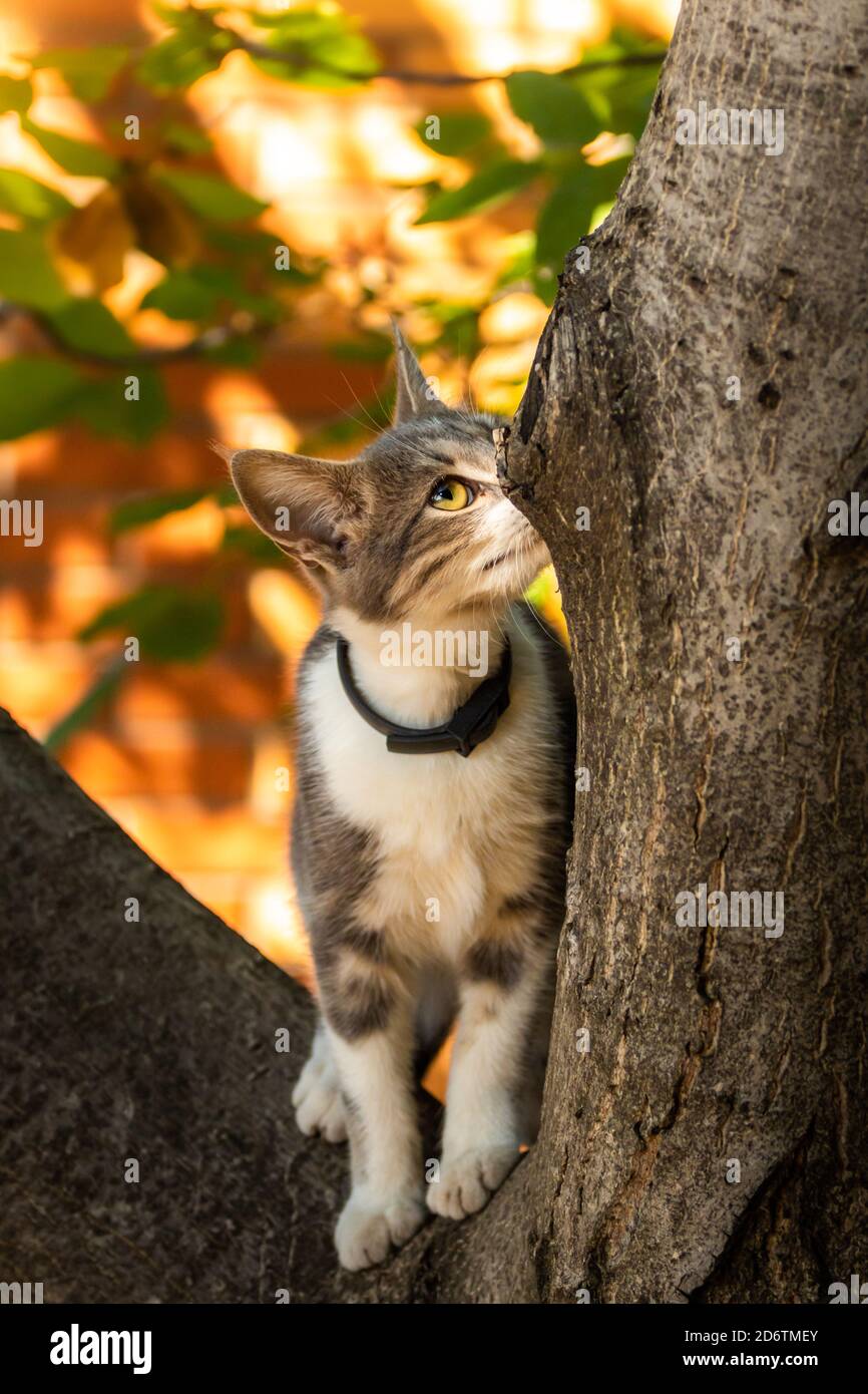 A cat on a tree looking down Stock Photo - Alamy