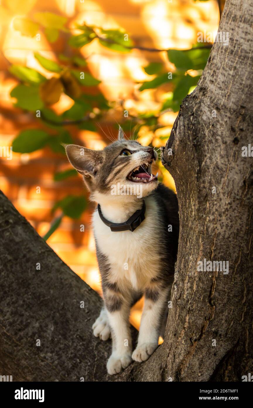 A cat on a tree looking down Stock Photo - Alamy
