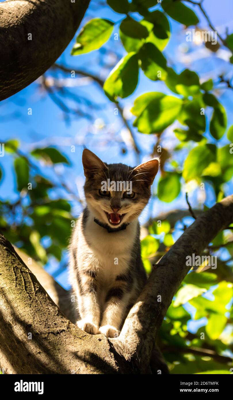 A cat on a tree looking down Stock Photo - Alamy