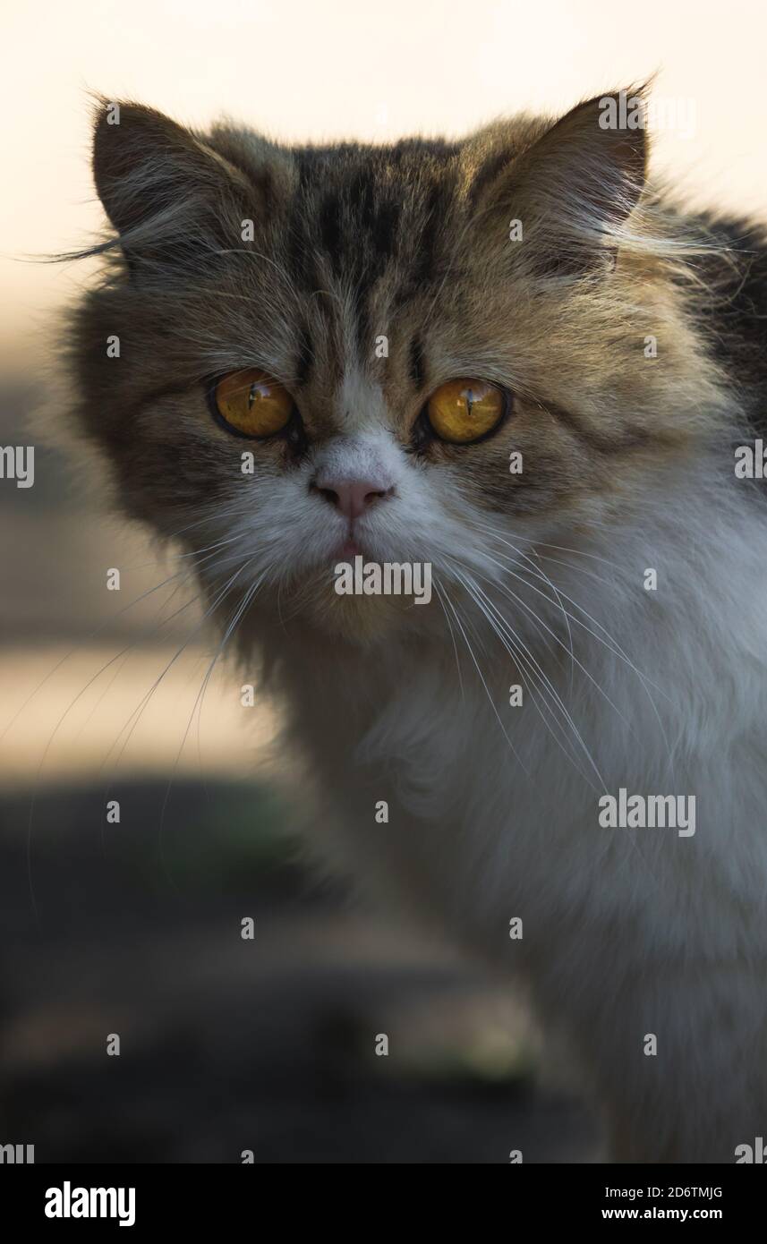 grumpy cat in the snow Stock Photo - Alamy