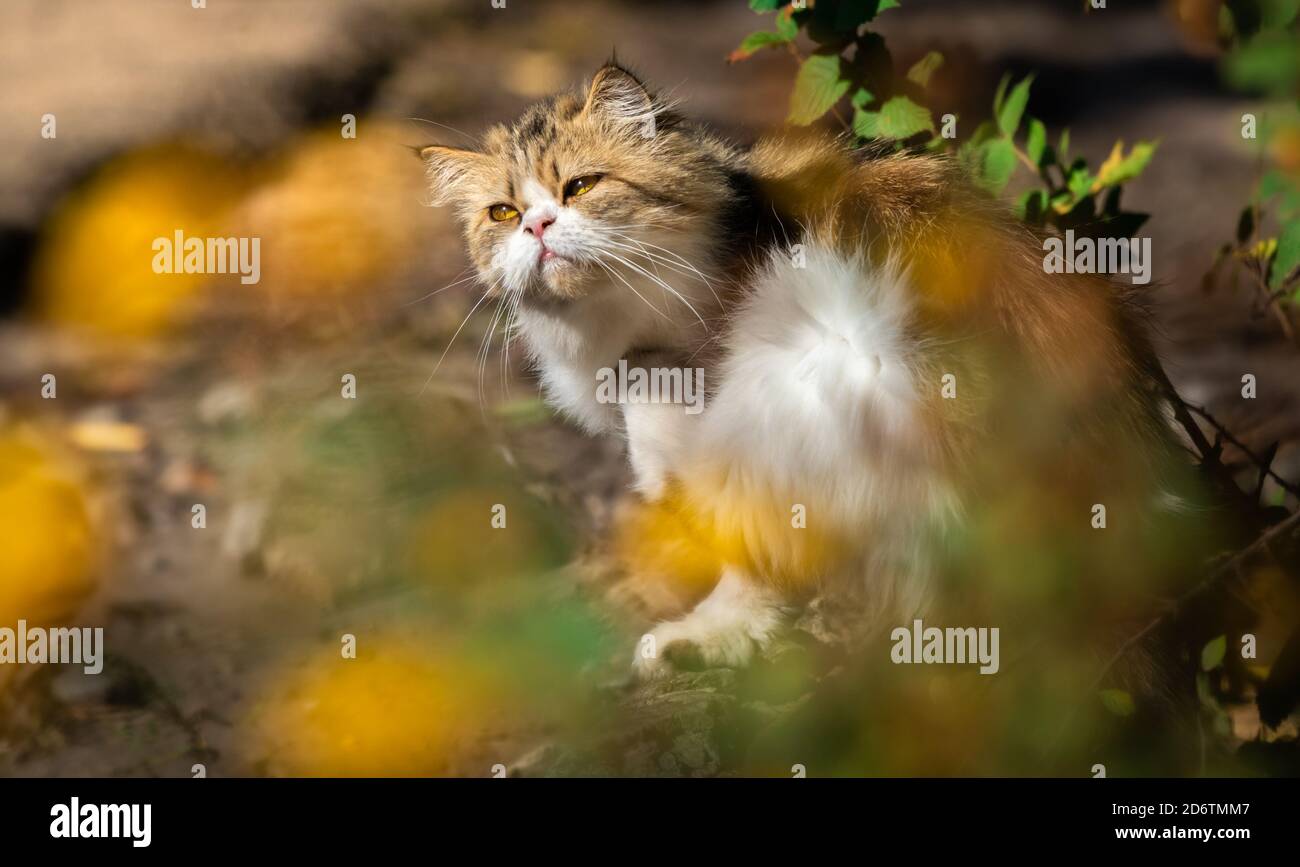 Grumpy cat snow hi-res stock photography and images - Alamy