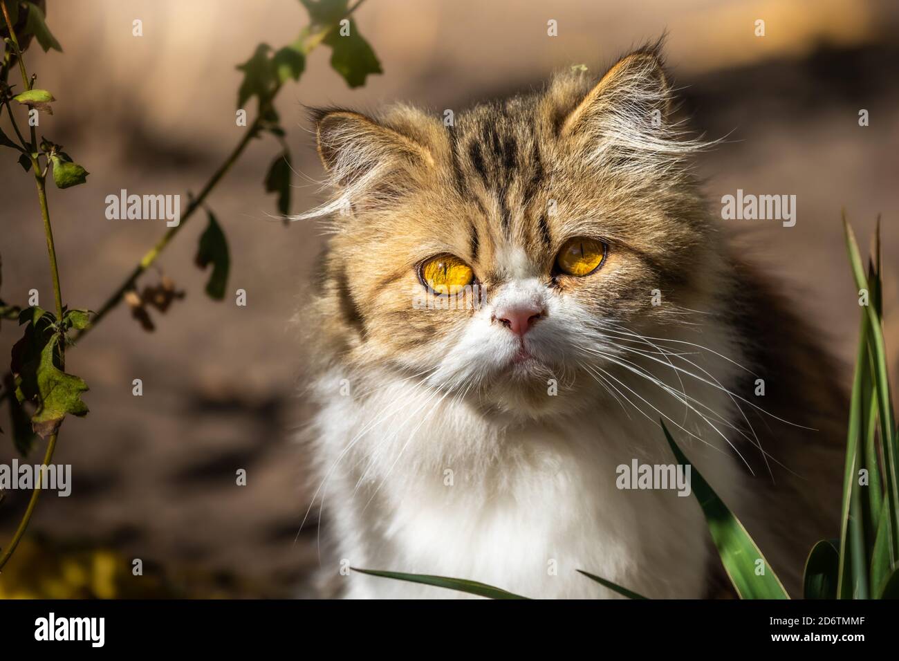 grumpy cat in the snow Stock Photo - Alamy
