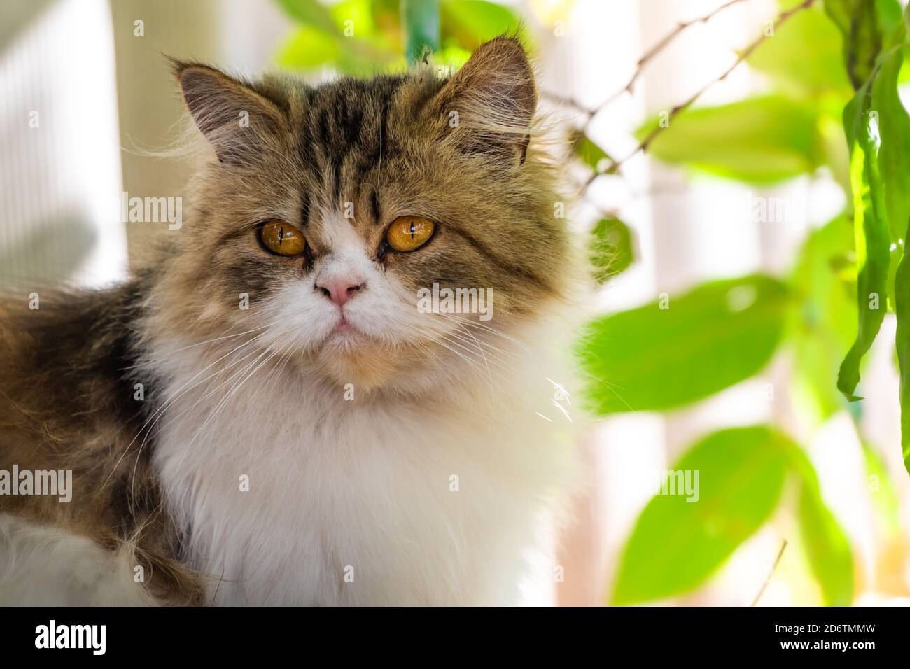 grumpy cat in the snow Stock Photo - Alamy