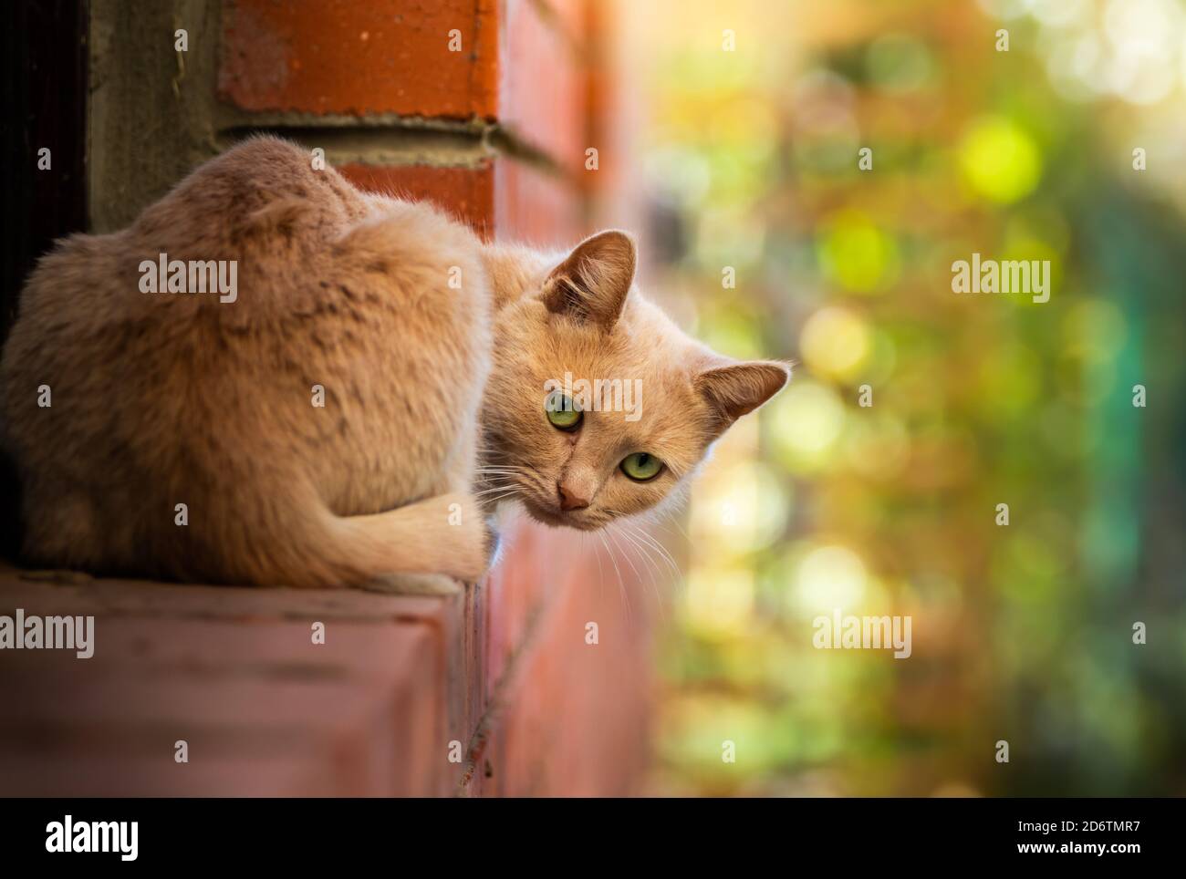Grumpy cat snow hi-res stock photography and images - Alamy