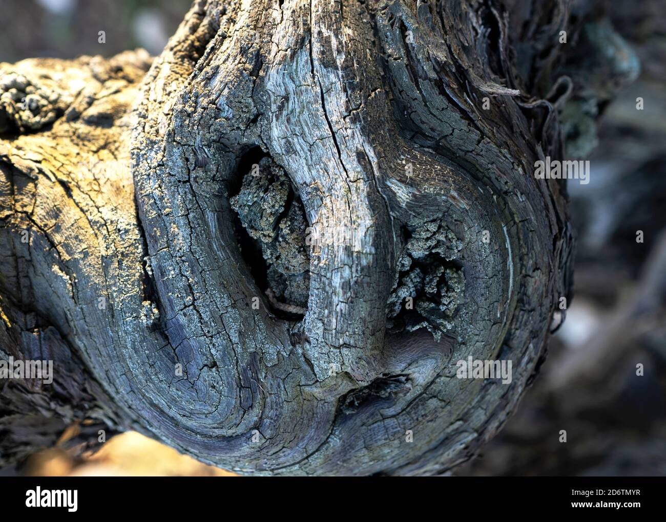 Twisted vine texture hi-res stock photography and images - Alamy