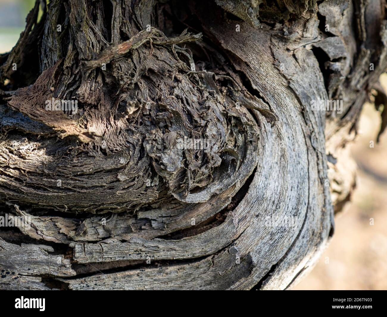 Closeup view of vine trunk. Old strain skin detail. Grooves of the vine ...