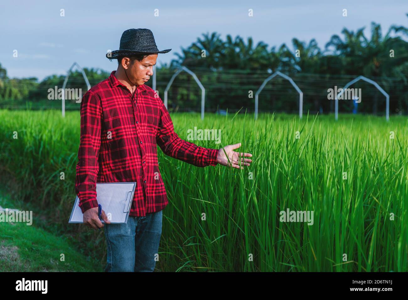 Thai farmers inspecting rice fields in the fields Stock Photo - Alamy