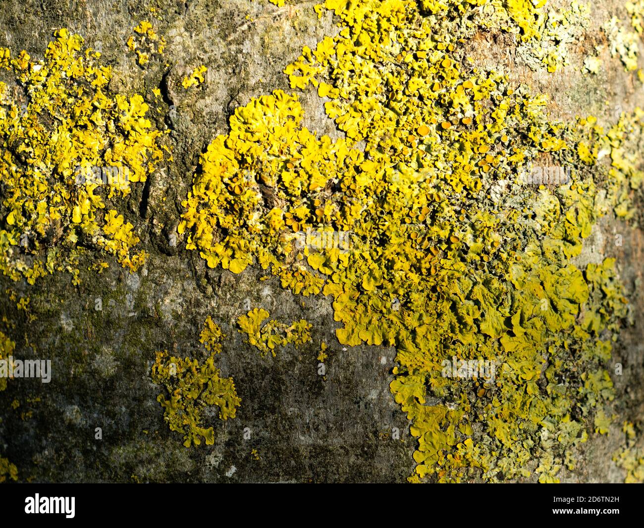 close up lichen from tree trunk. Abstract background. Lichen texture ...