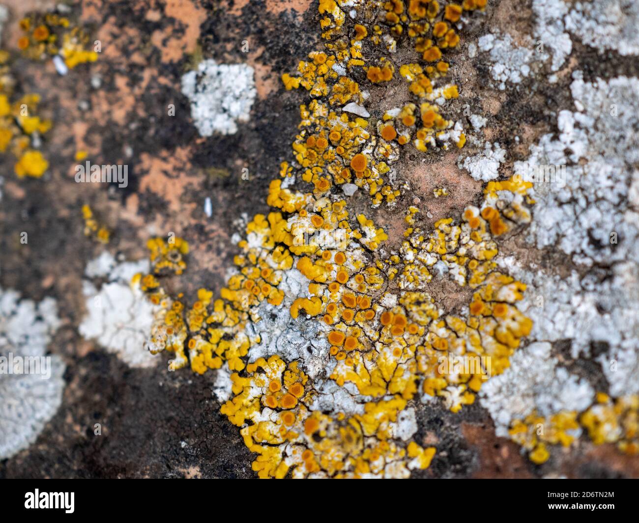 Close up lichen roof tile. Abstract textured background. Macro image ...