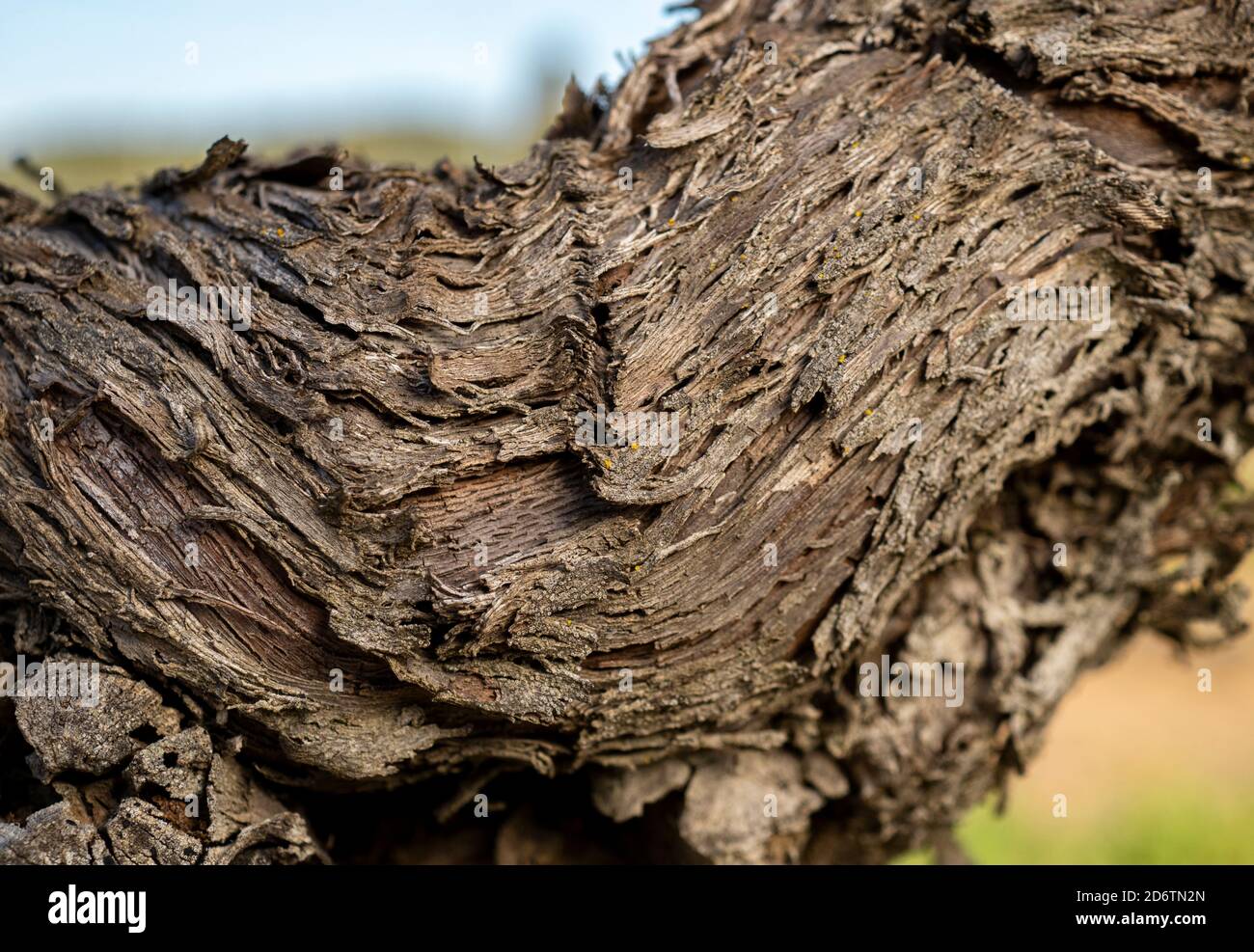 Closeup view of vine trunk. Old strain skin detail. Grooves of the vine ...