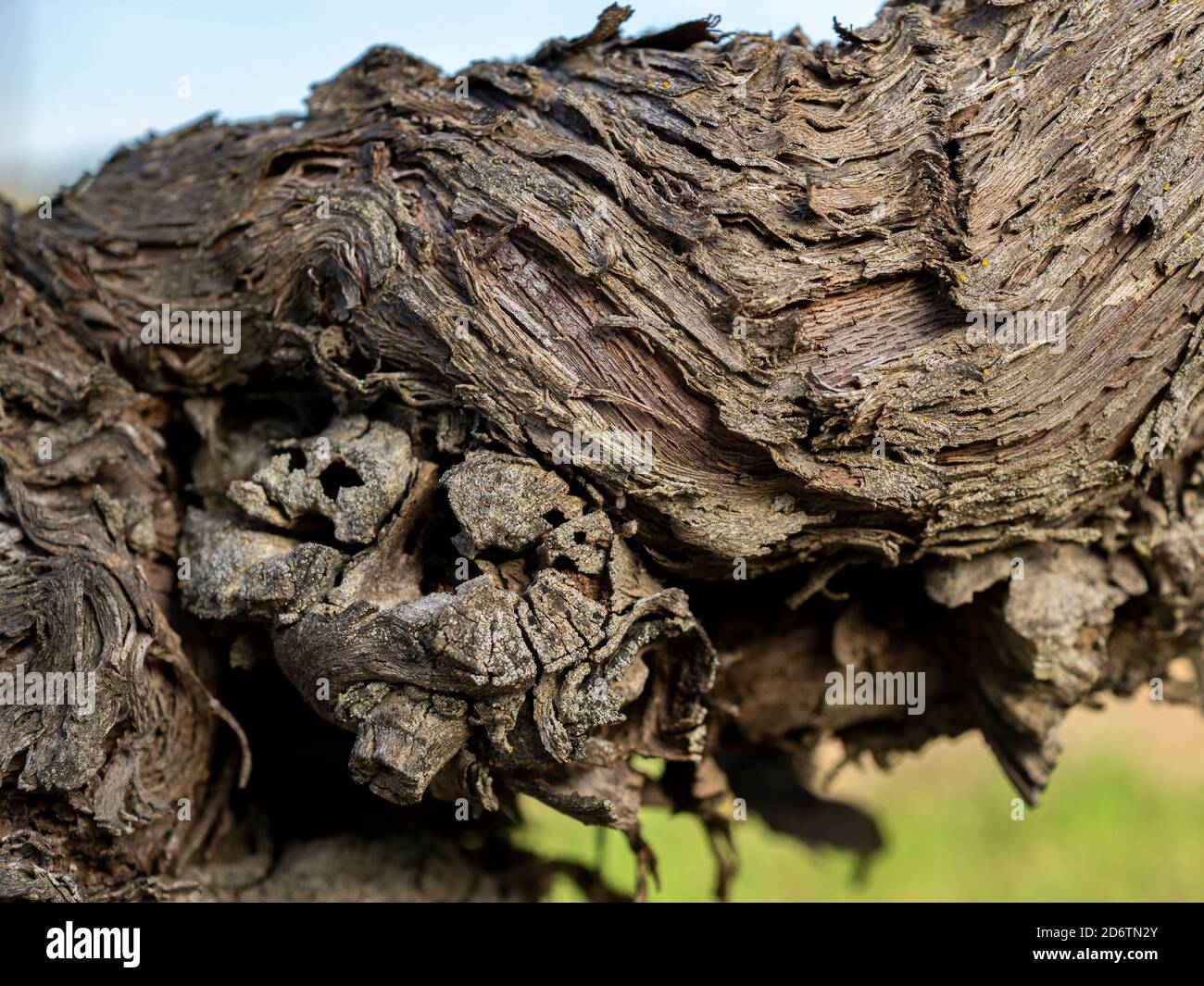 Closeup view of vine trunk. Old strain skin detail. Grooves of the vine ...