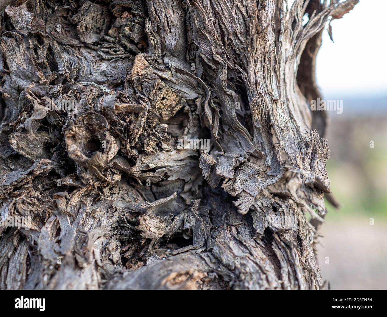 Closeup view of vine trunk. Old strain skin detail. Grooves of the vine ...