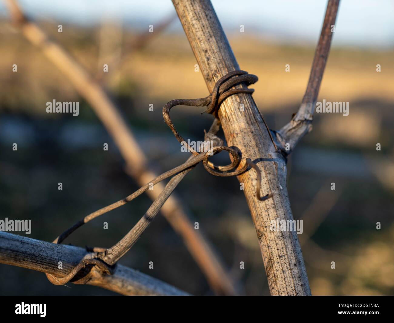 Vine rope hi-res stock photography and images - Alamy