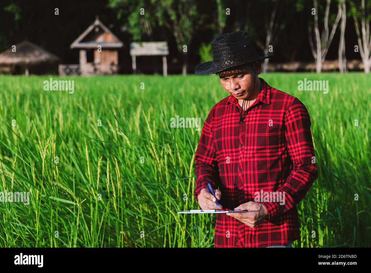 Thai farmers inspecting rice fields in the fields Stock Photo - Alamy
