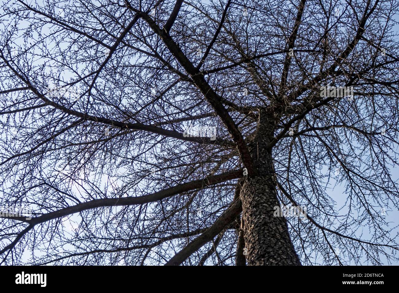 the most basic oxygen source trees Stock Photo - Alamy