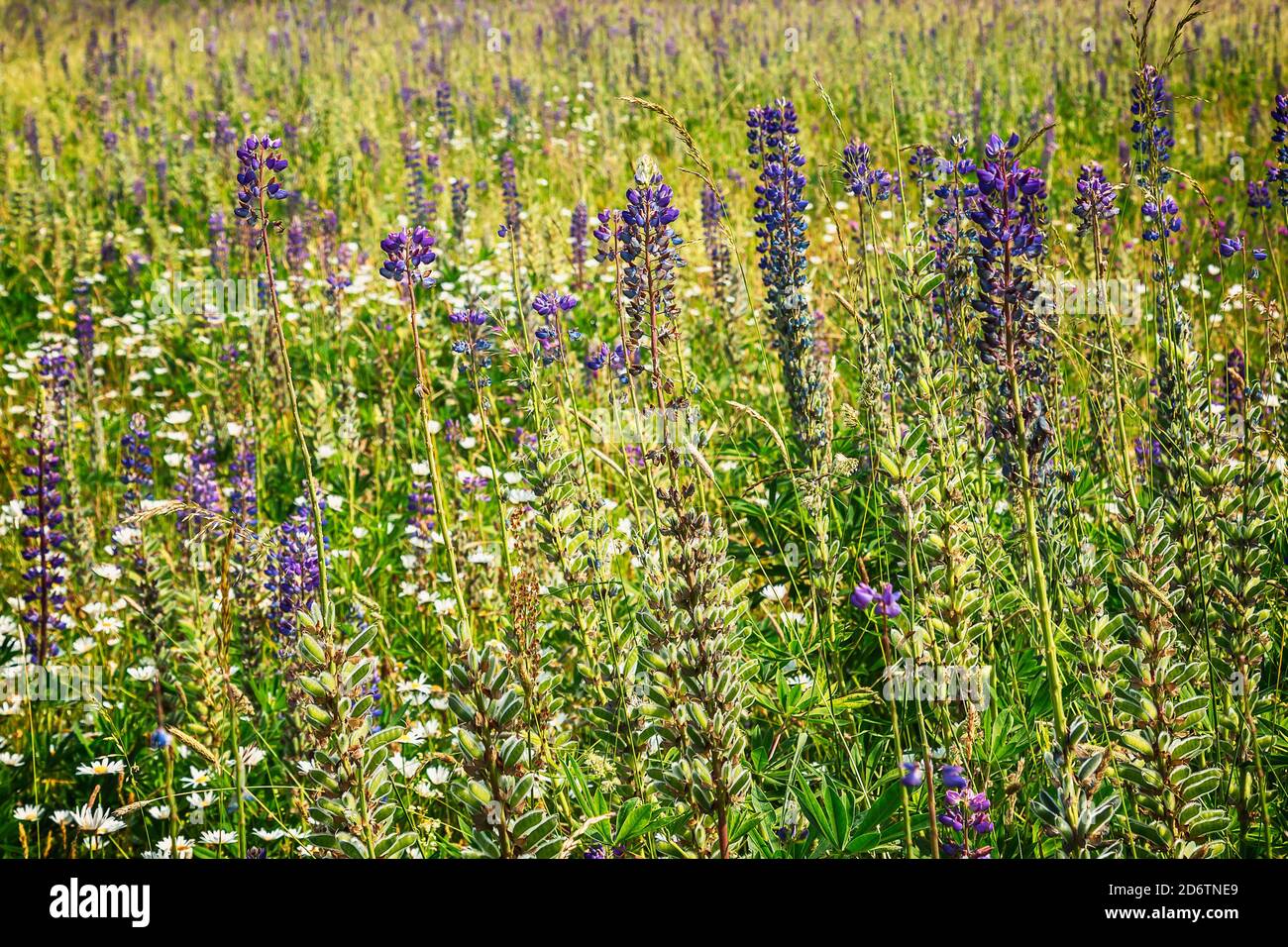 A field of blooming lupine flowers (Lupinus) in the spring Stock Photo ...