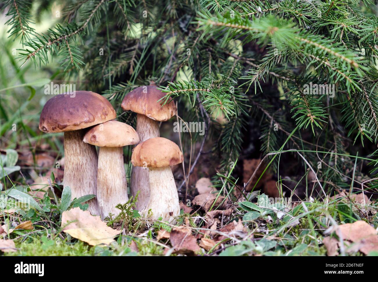 Family of boletus mushrooms growing in the forest in autumn. Dark cep ...