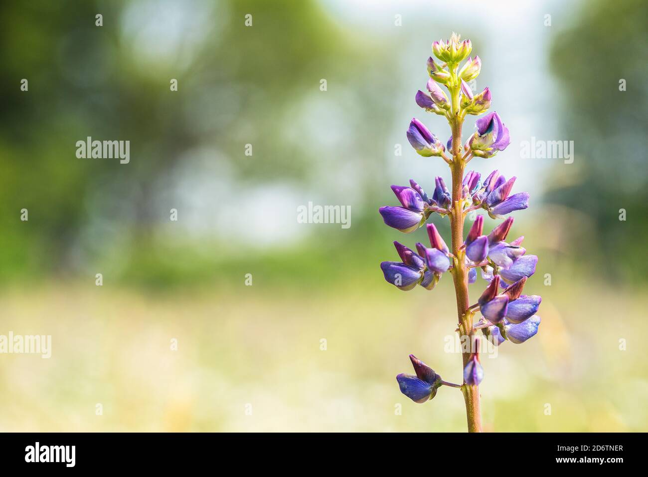 Flower lupinus hi-res stock photography and images - Alamy