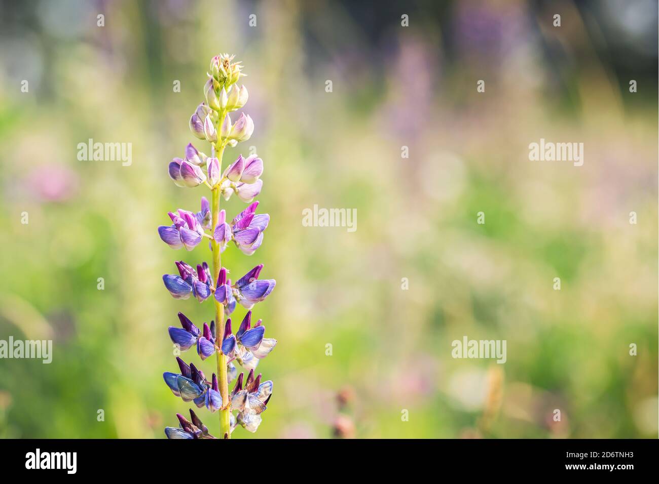 Purple lupin fields hi-res stock photography and images - Alamy