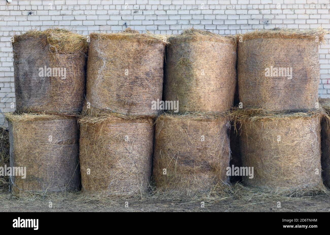 Eight rolls of hay for feeding the horses are stored near the stable ...
