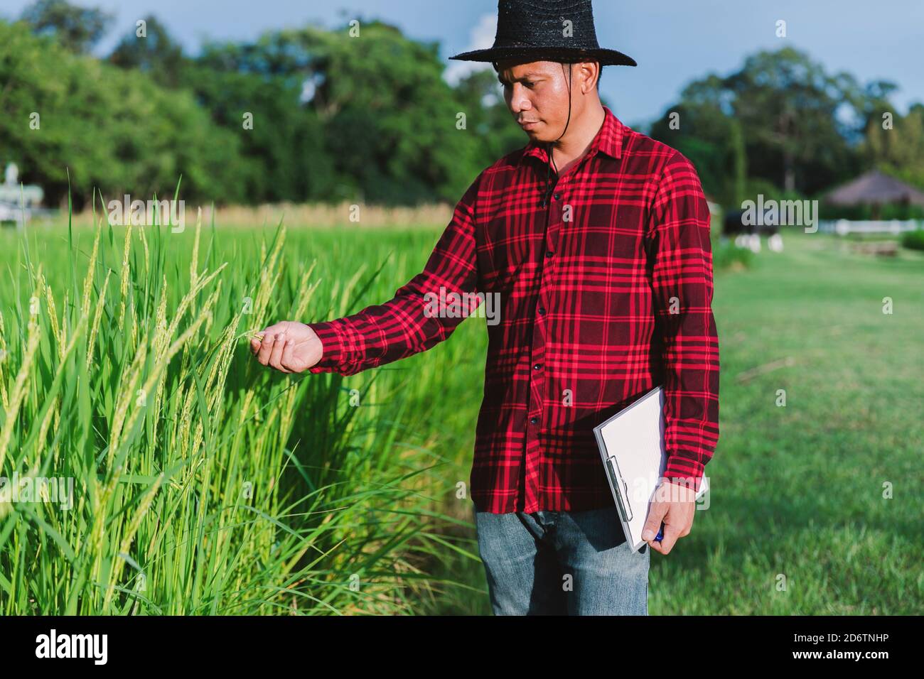 Thai farmers inspecting rice fields in the fields Stock Photo - Alamy