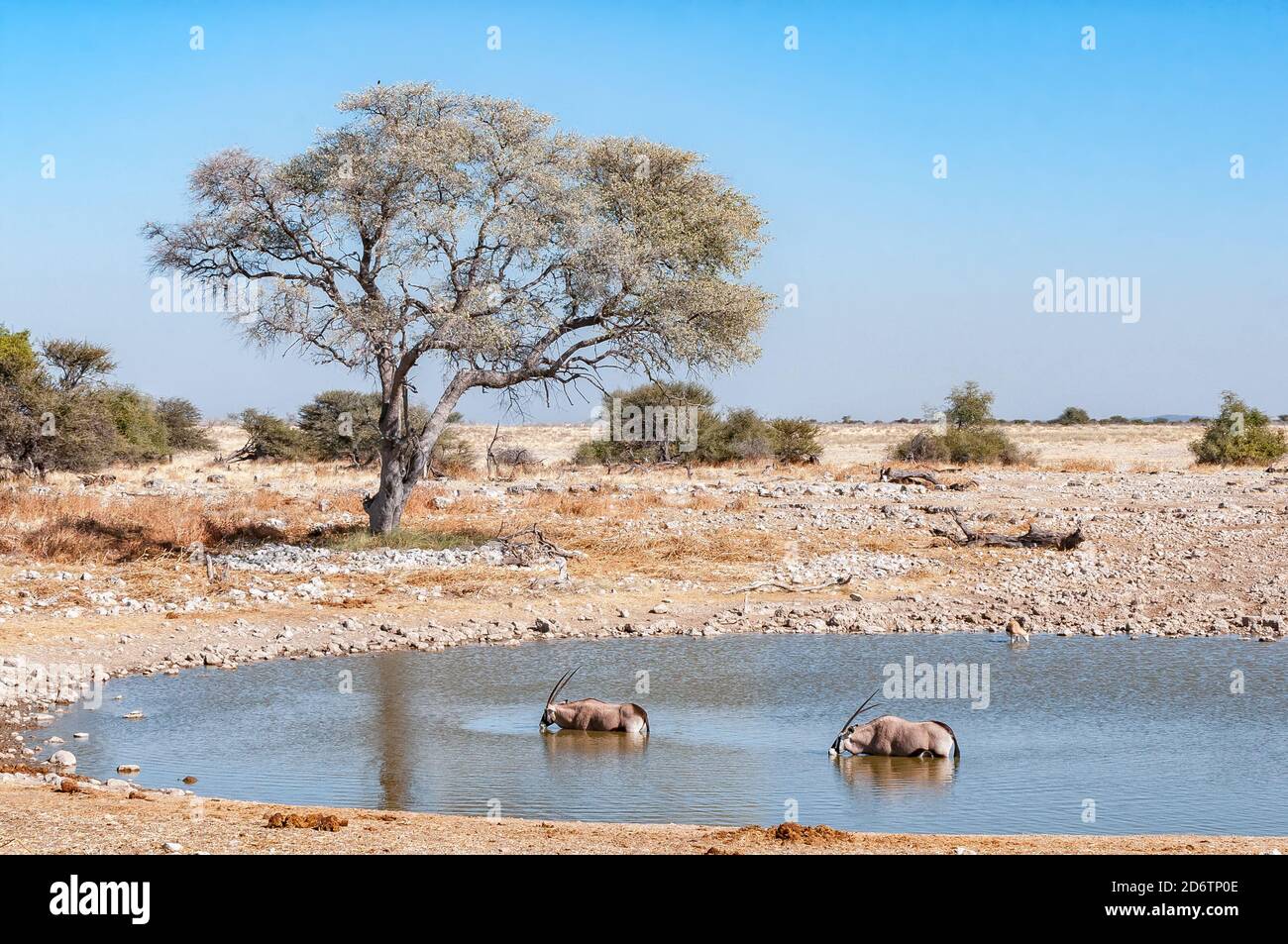 Africa namibia waterhole scenery countryside hi-res stock photography ...