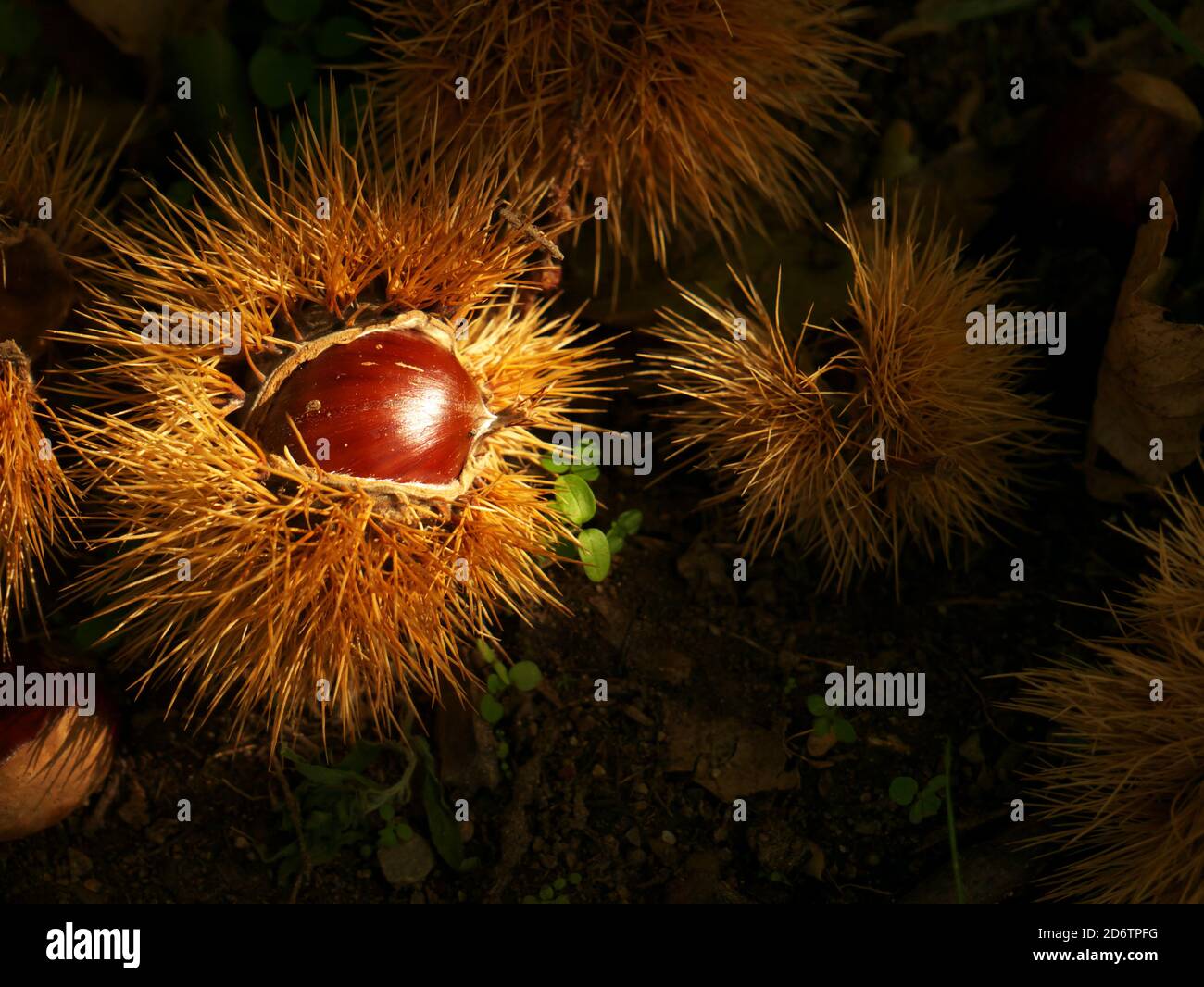 Chestnut bug hi-res stock photography and images - Alamy