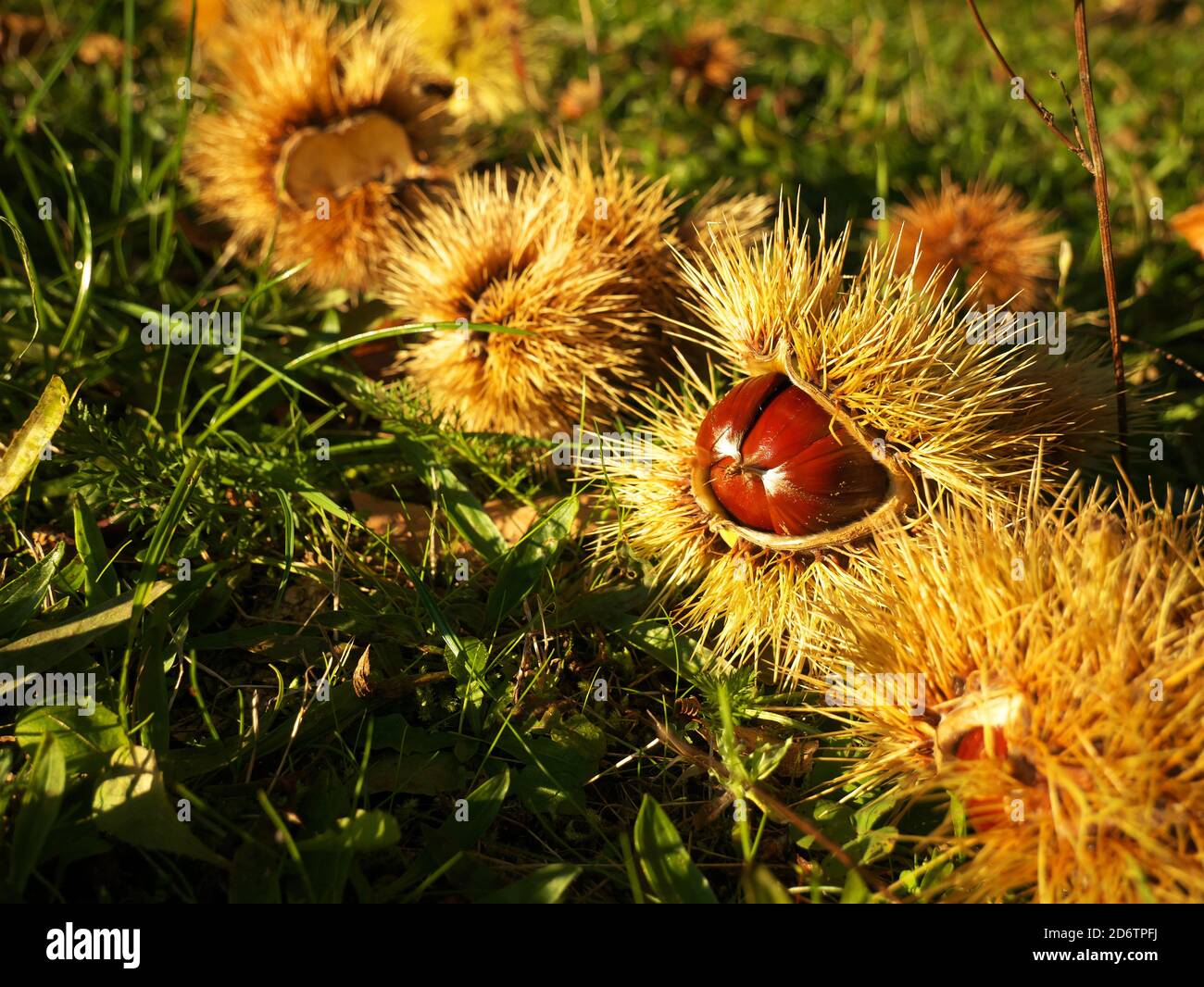 Photo of chestnut in bugs during the fall season Stock Photo - Alamy