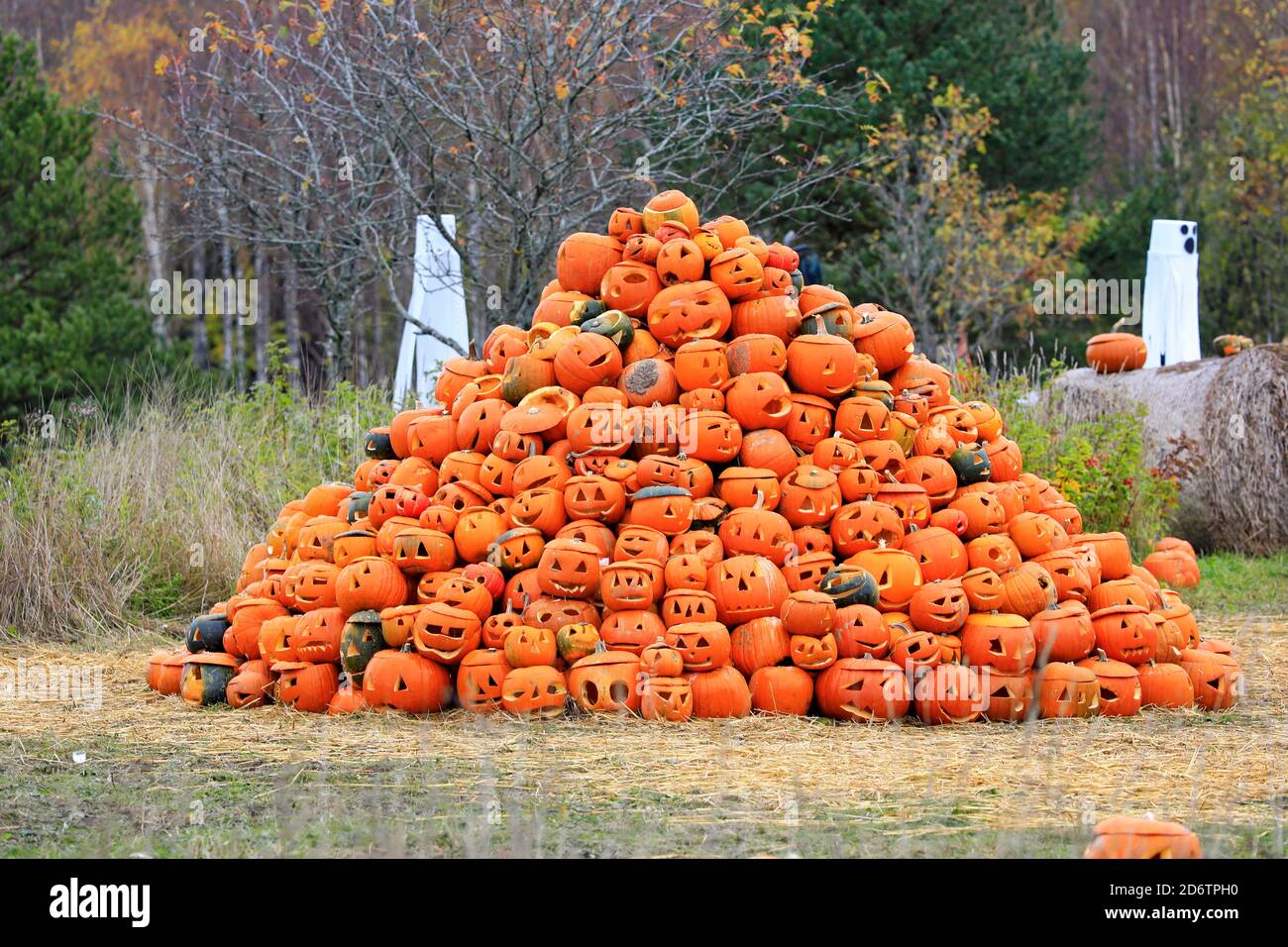 Heap of pumpkins to be illuminated at night at Halloween Pumpkin event ...