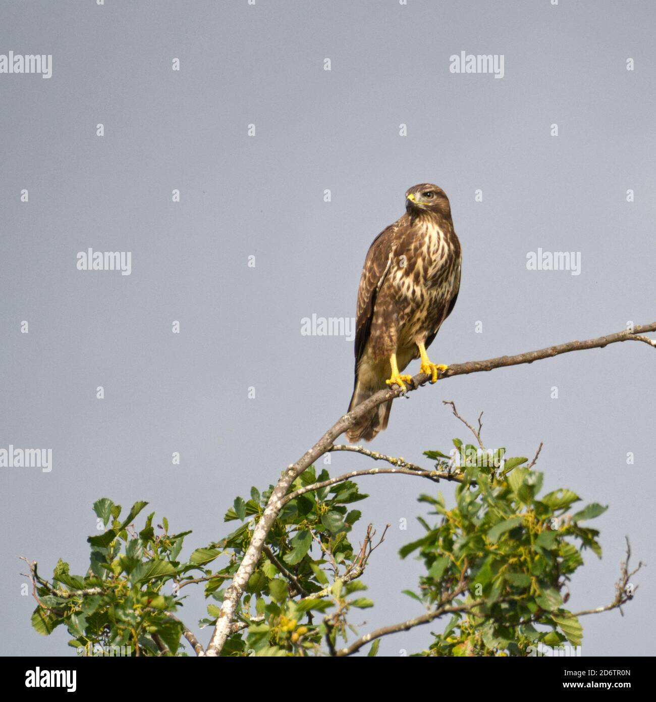 Male and female common buzzard hi-res stock photography and images - Alamy
