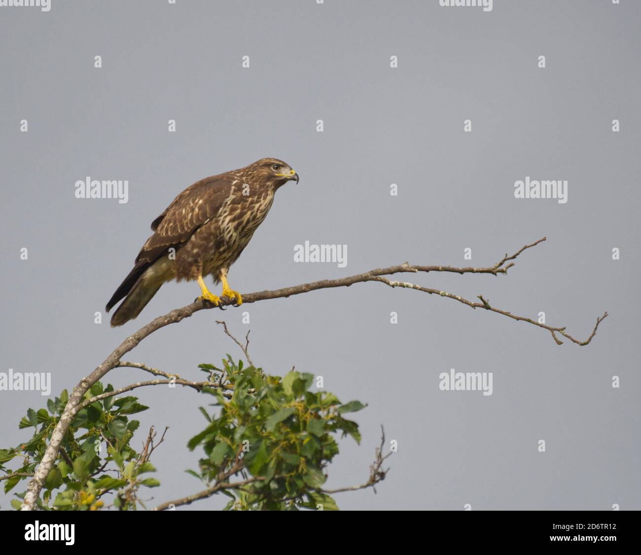 Male and female common buzzard hi-res stock photography and images - Alamy
