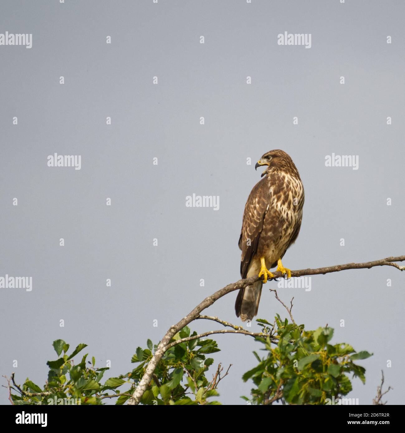 Male and female common buzzard hi-res stock photography and images - Alamy