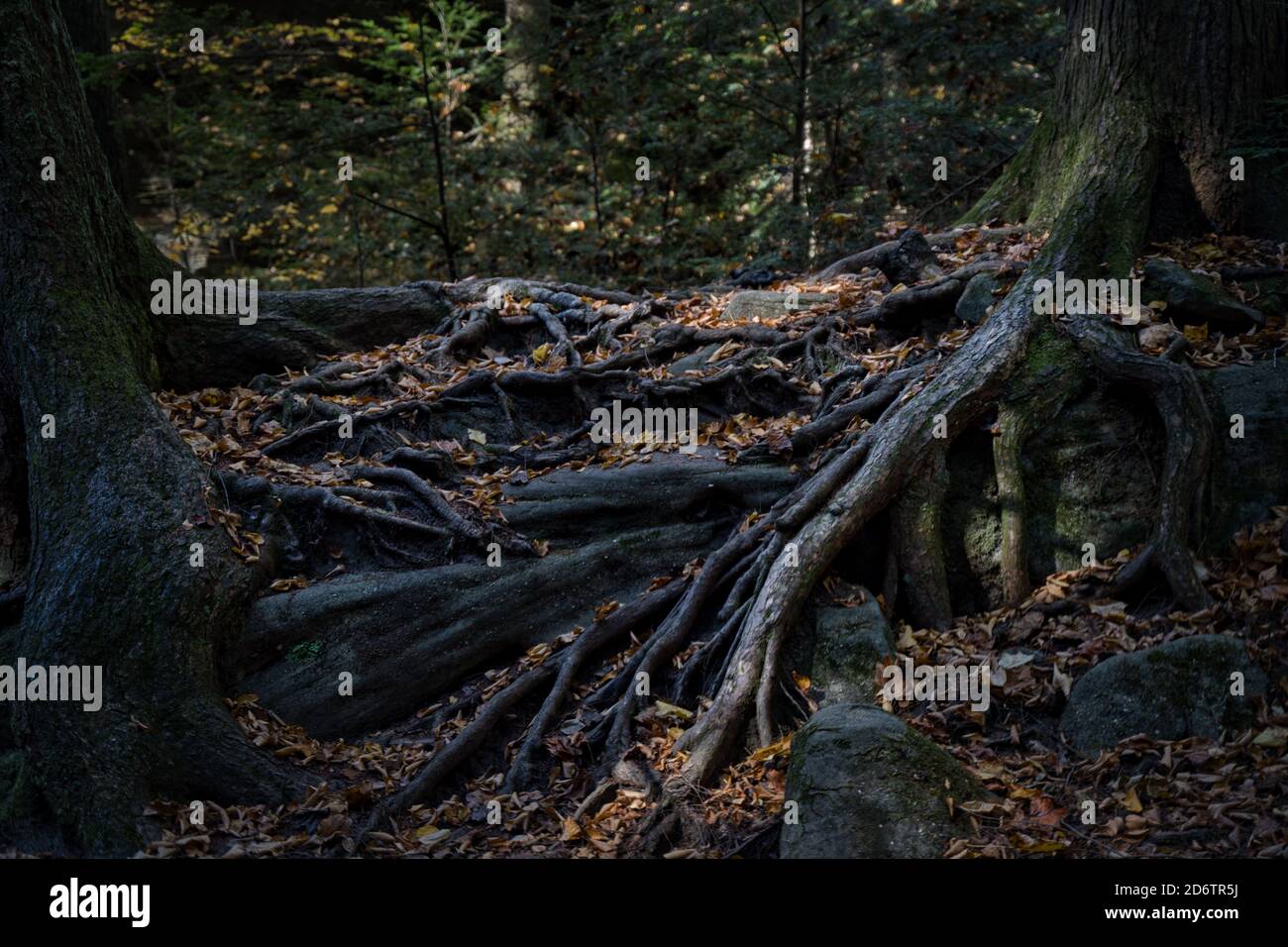 Tree roots with fall leaves showing change of seasons. Orange leaves ...