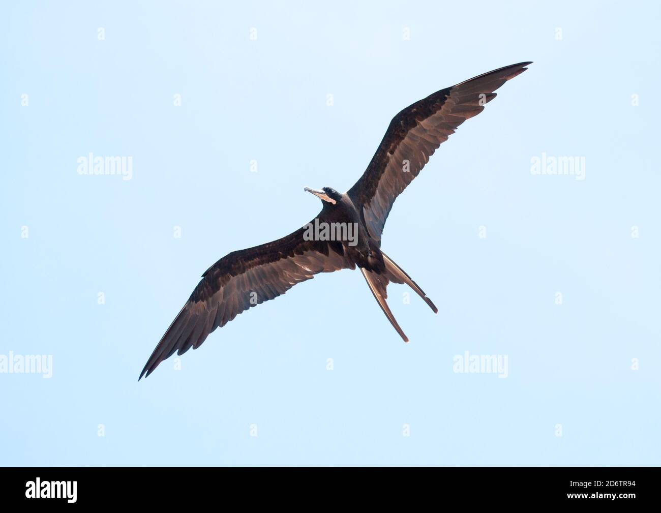 The long wing bird of prey gliding in the air over Belize City (Belize ...