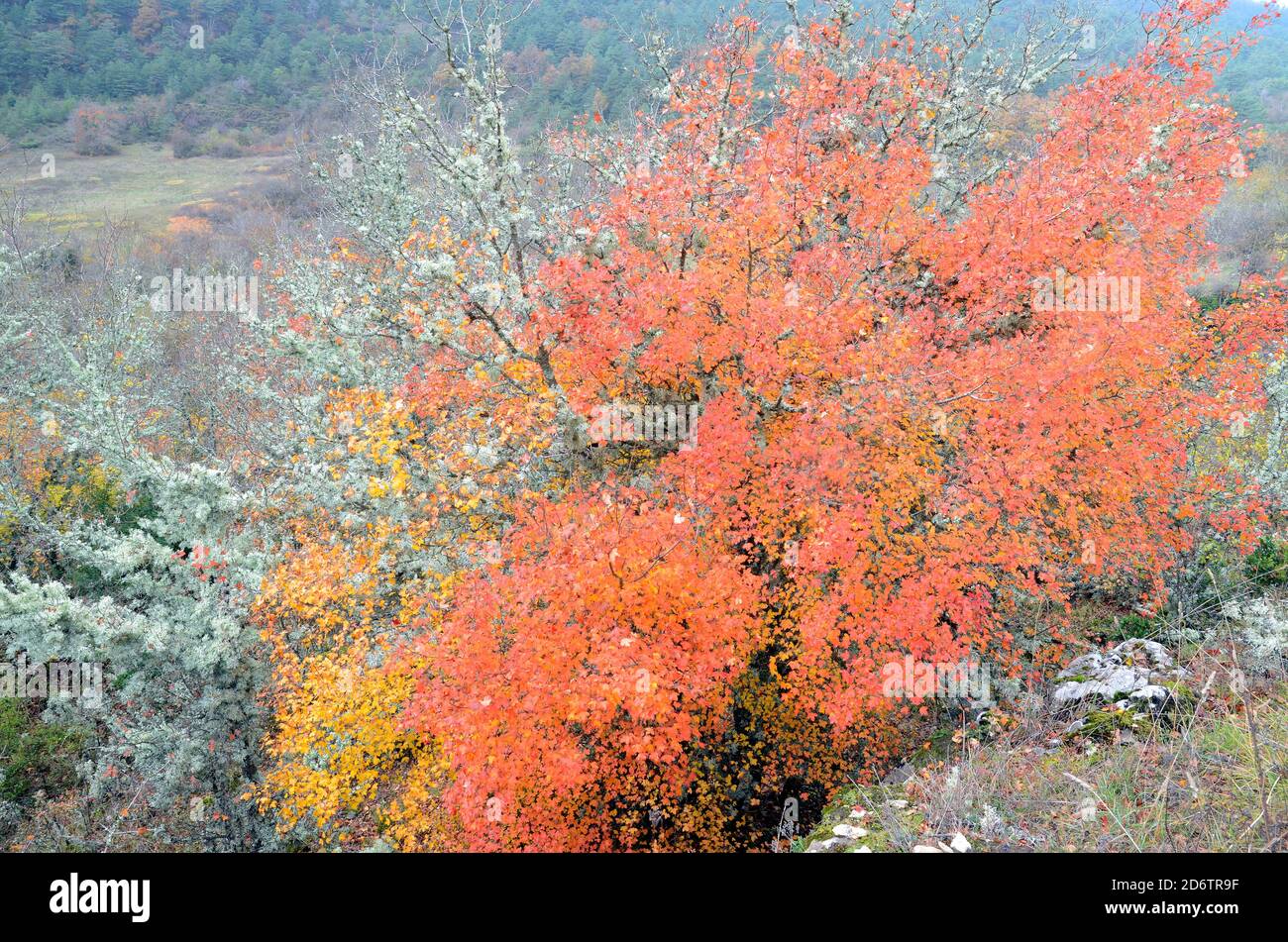 Montpellier maples hi-res stock photography and images - Alamy