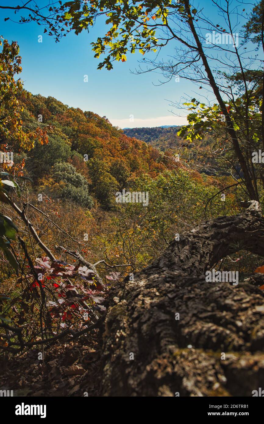 Fallen tree leading out to hillside with fall colors. Buzzard roost ...