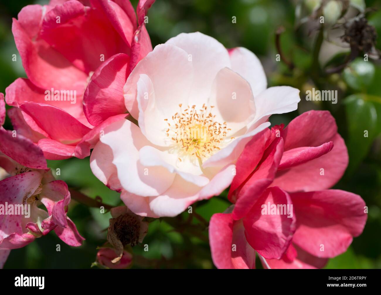 Cluster pink rose blooms white hi-res stock photography and images - Alamy