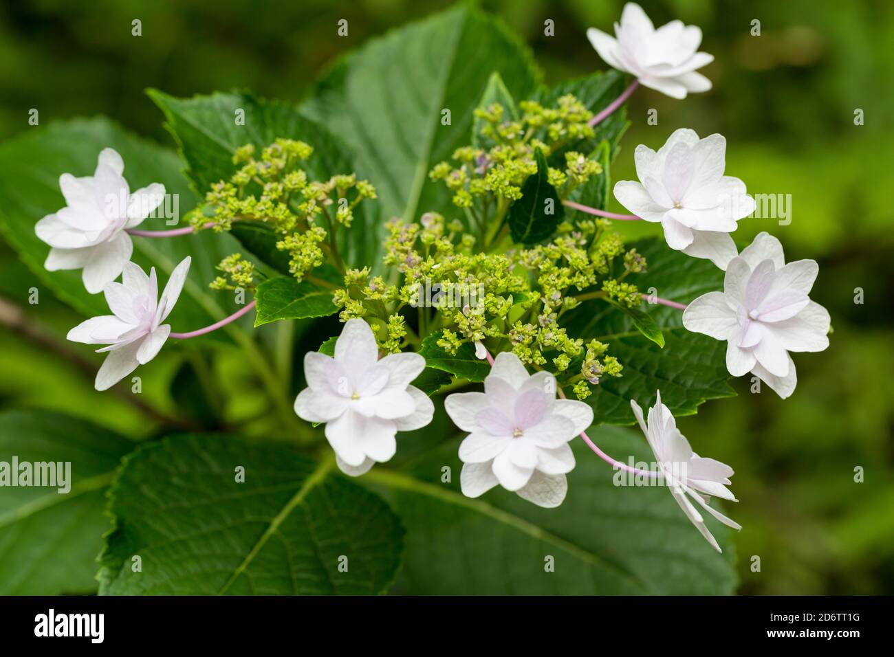 Hydrangea macrophylla white hi-res stock photography and images - Alamy