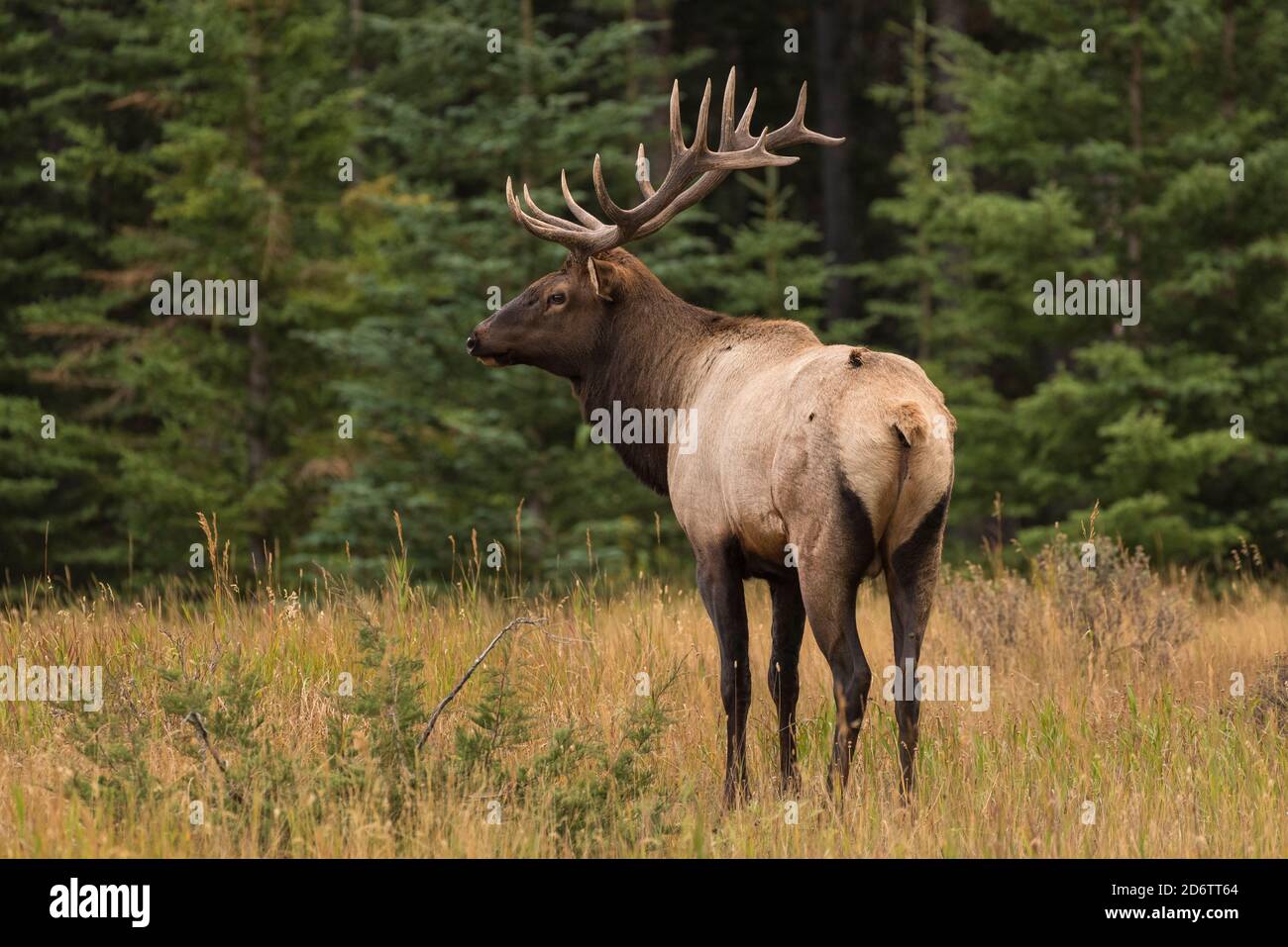 Bull elk banff national park hi-res stock photography and images - Alamy