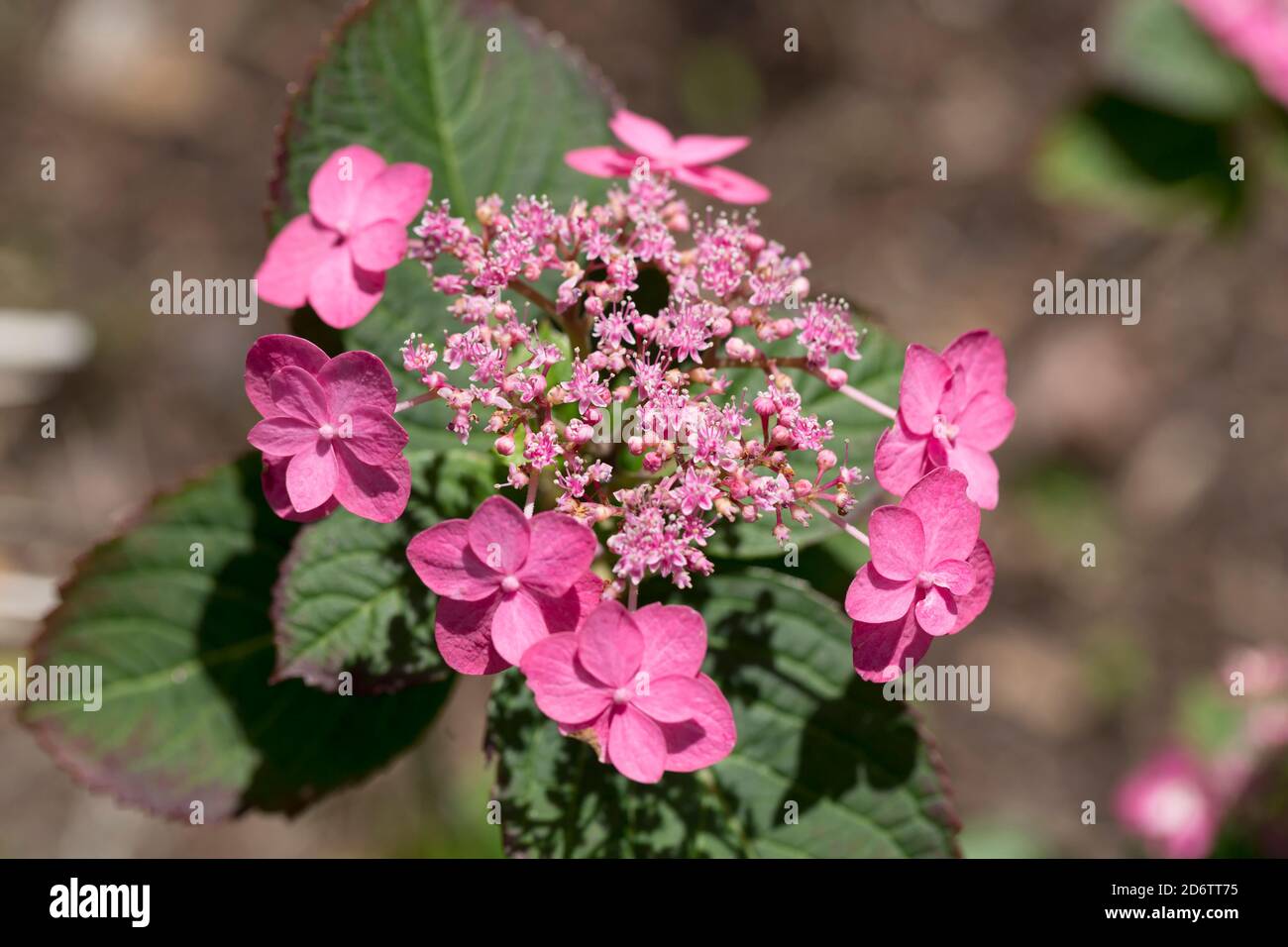 Tuff stuff red hi-res stock photography and images - Alamy